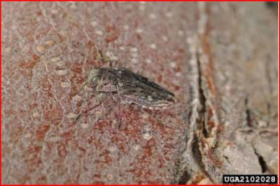 University of Delaware Cooperative Extension, Kent Co., Commercial ...