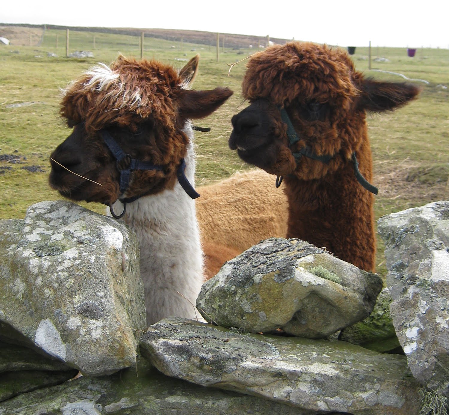 kozetland1: Alpacas @ Dalsetter Wynd