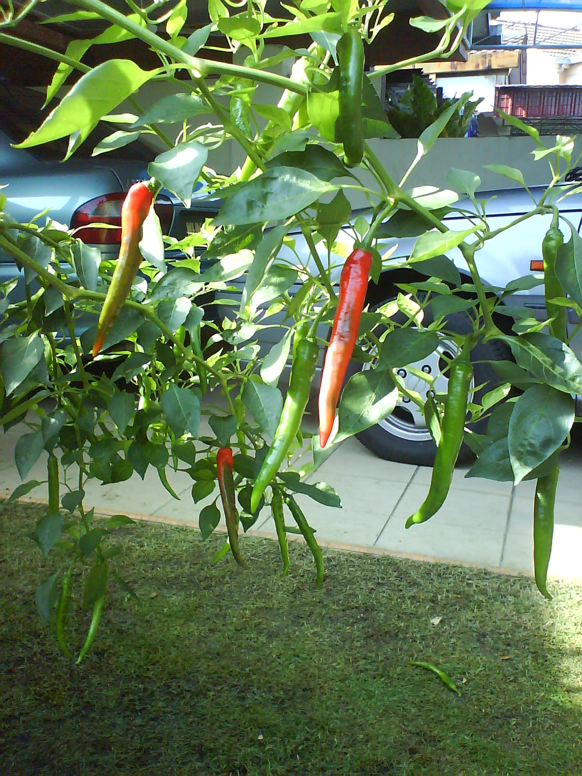 River Orch Agro: CILI MERAH