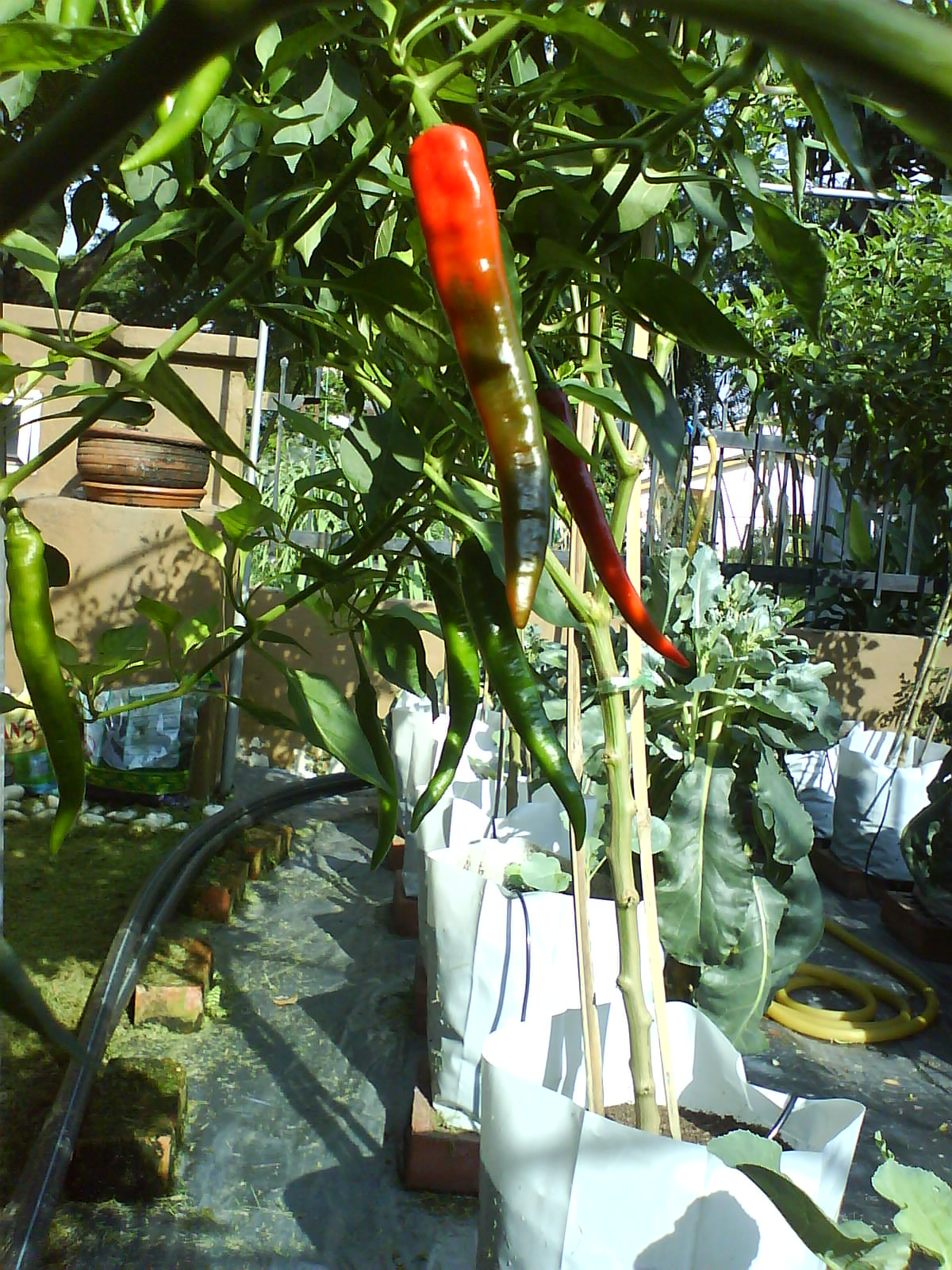 River Orch Agro: CILI MERAH