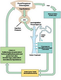 TUGAS-TUGAS BIOLOGI: Proses Pembentukan Urin