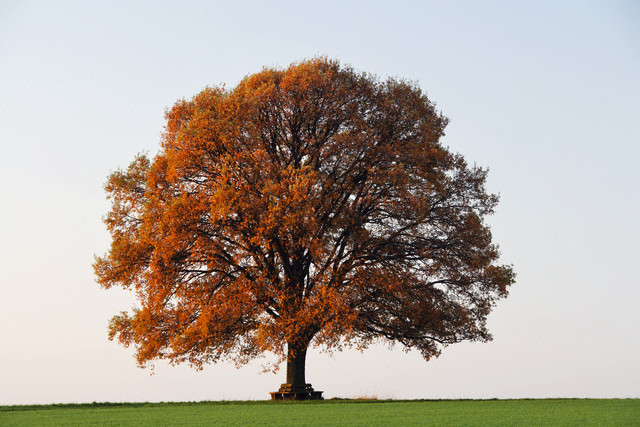 Arbolesarboles-guides: rboles