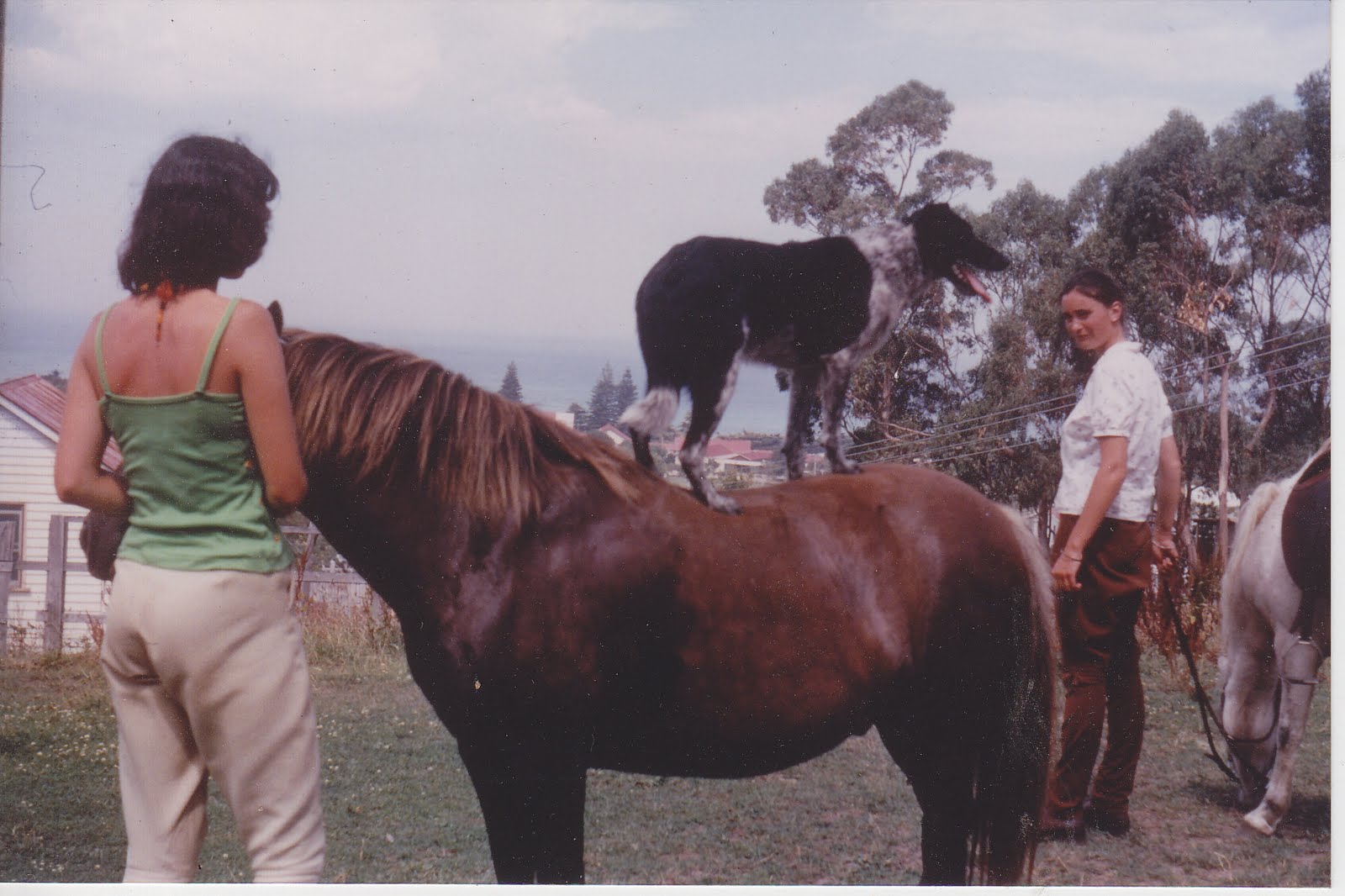 Horses of Gold: Dusty the Jinker Pony Becomes a Chariot Horse