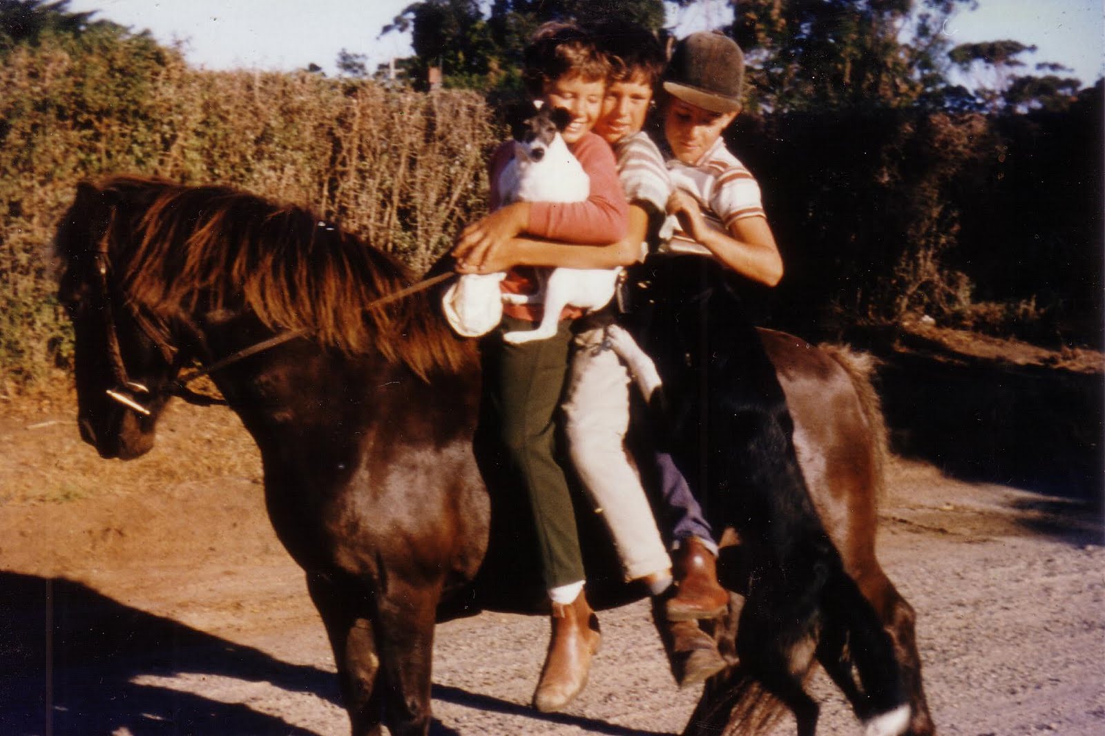 Horses of Gold: Dusty the Jinker Pony Becomes a Chariot Horse