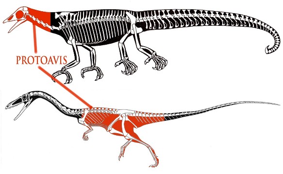 Is it possible that Protoavis is part juvenile silesaur? : r/Paleontology