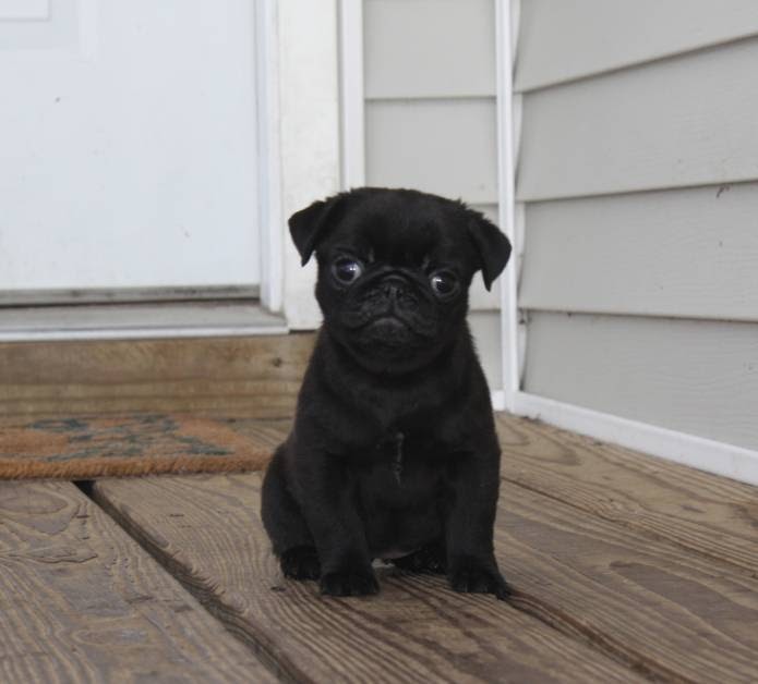 Journey with Pugs: Black Female Pug puppy "Six"