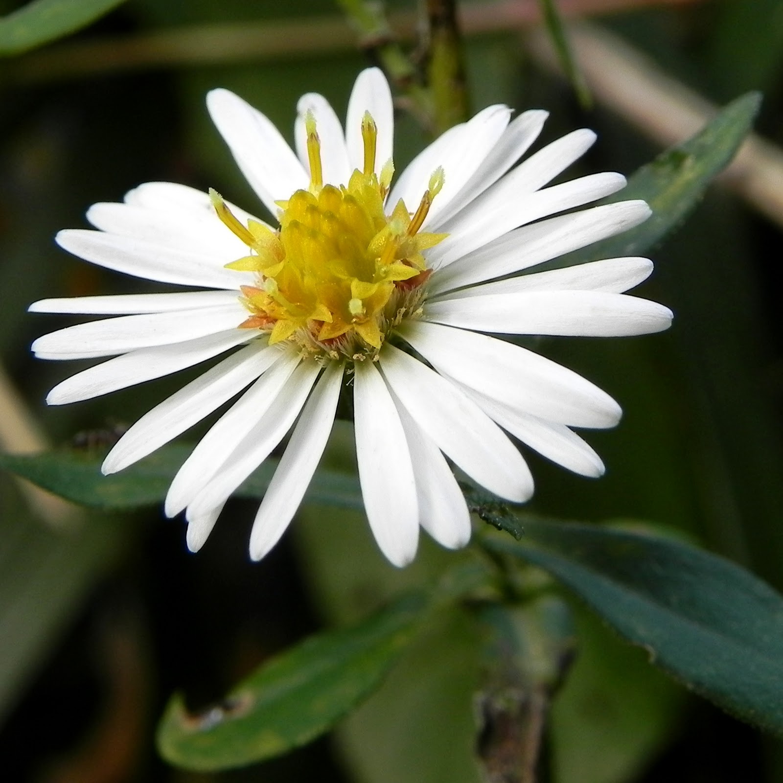 Power of the Flower: Flat-Topped White Aster
