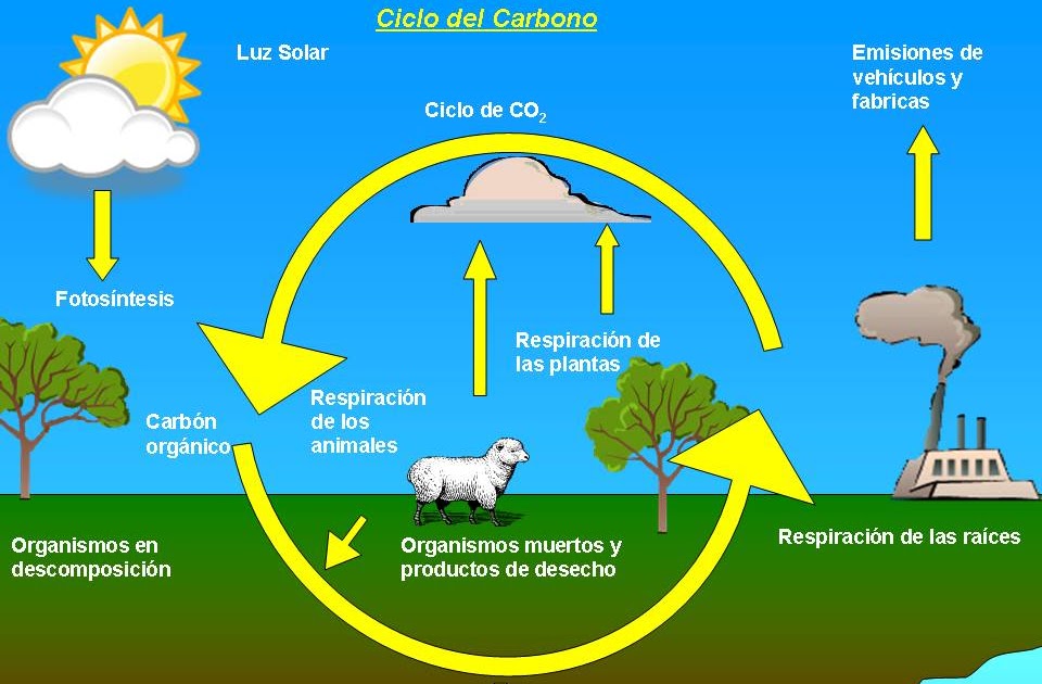 Ciclos de la Naturaleza: CICLO DEL CARBONO