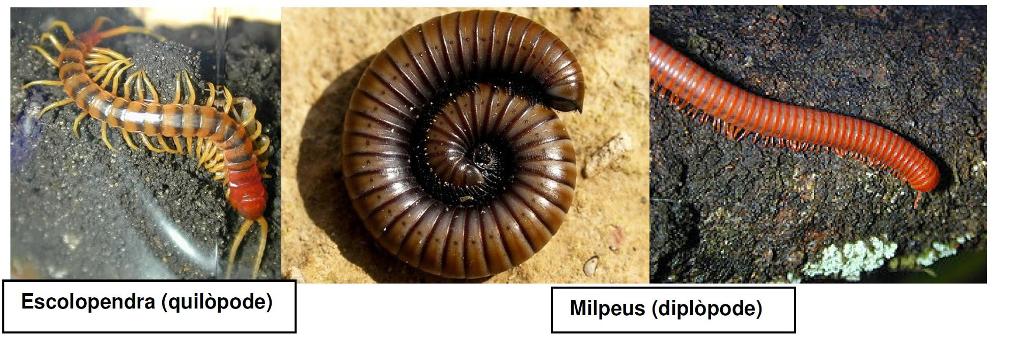 BioBlitzBcn2010: Grup Biològic - Miriàpodes