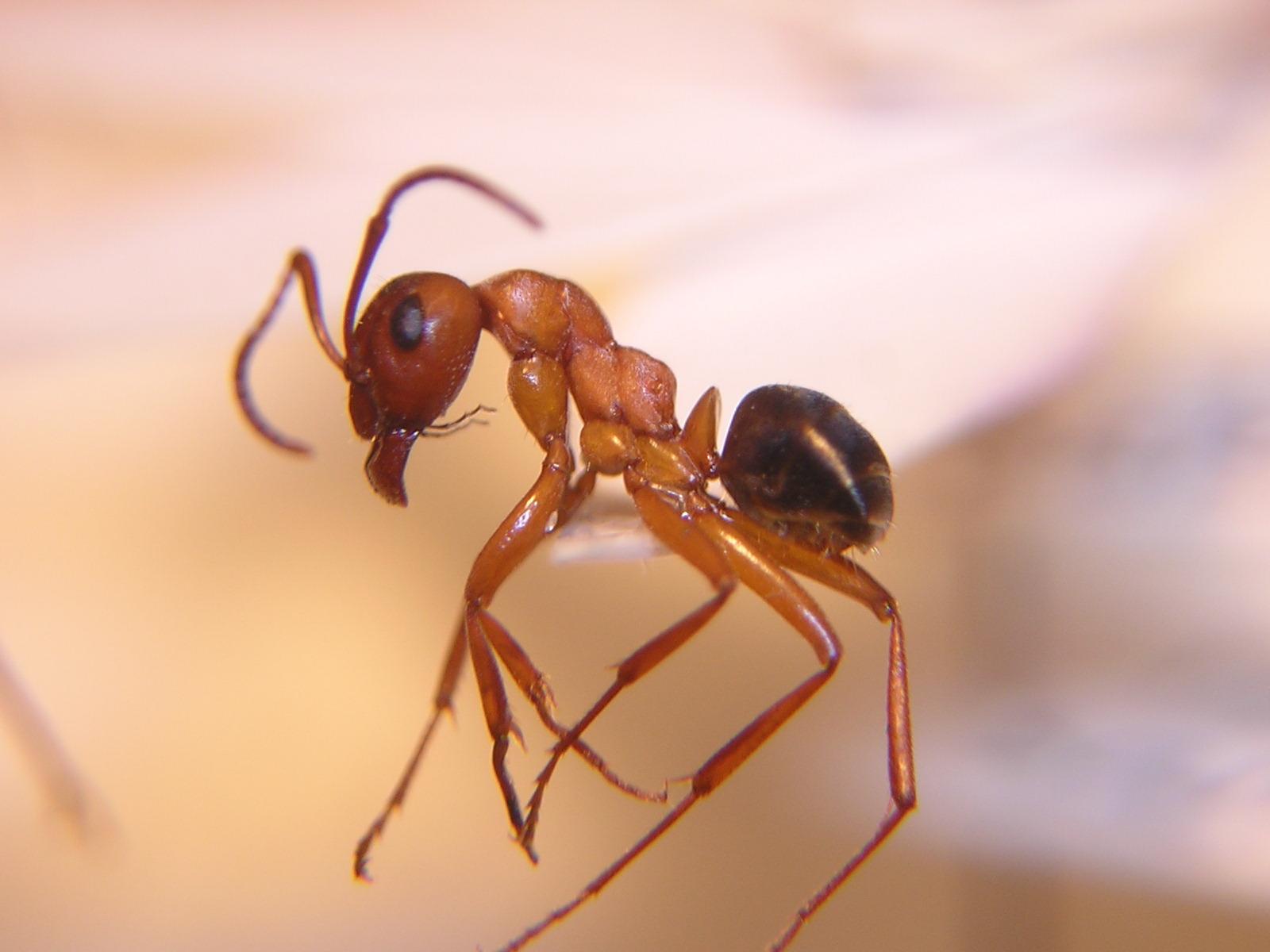 BioBlitzBcn2010: Grup Biològic - Formigues