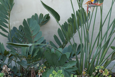 mysisterdalesgarden: CARDBOARD FERN