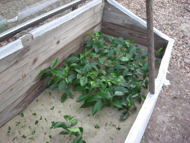 Propagation and Gardening: Propagating Gardenias