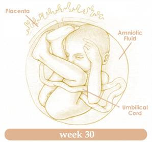 goblu's diary from his mother's womb: Fetal Development: 30 weeks