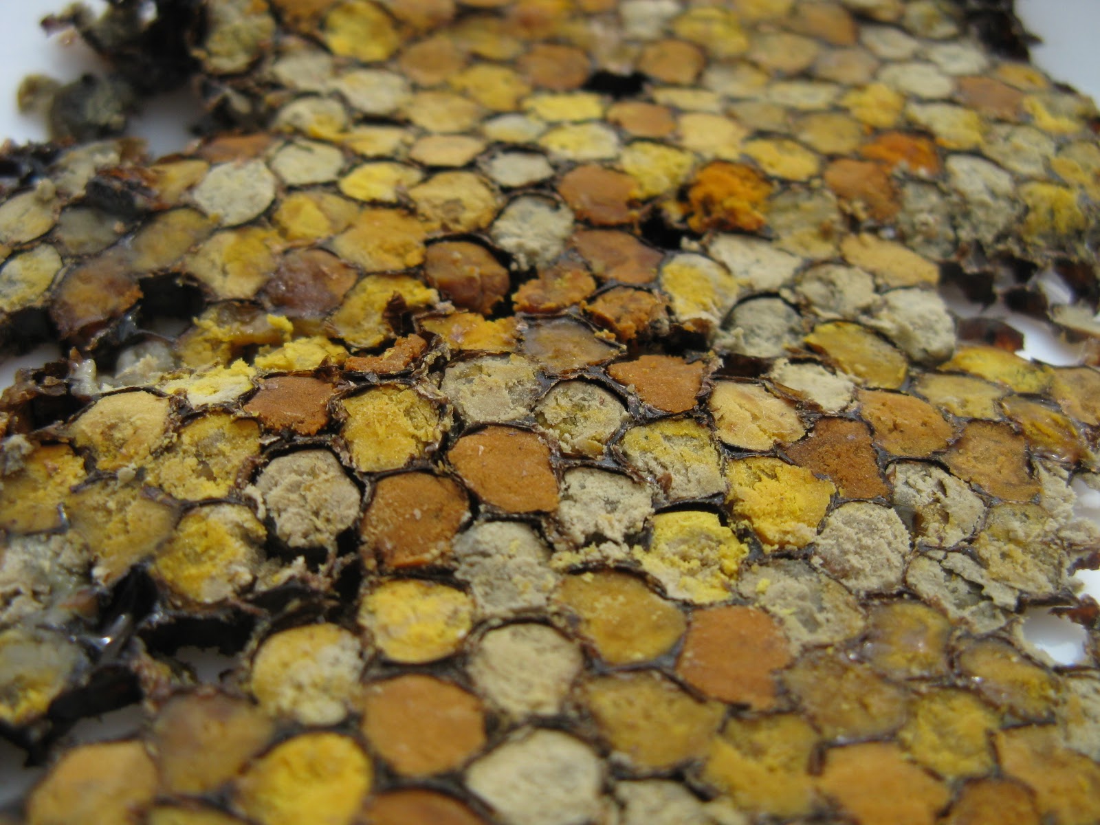 Bees of Embercombe: Pollen Cells