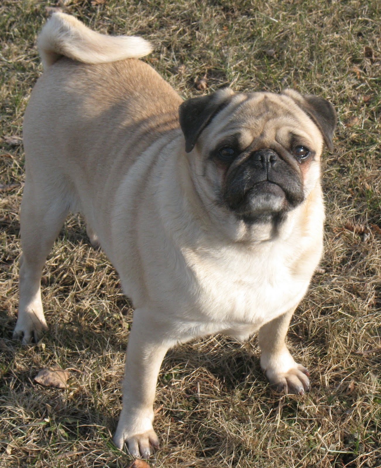 Boston Lake Farm: For Puggles' Secret Admirer