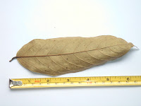 Rainforest - LENSA skodeng ALAM: Cengal (balanocarpus heimii)