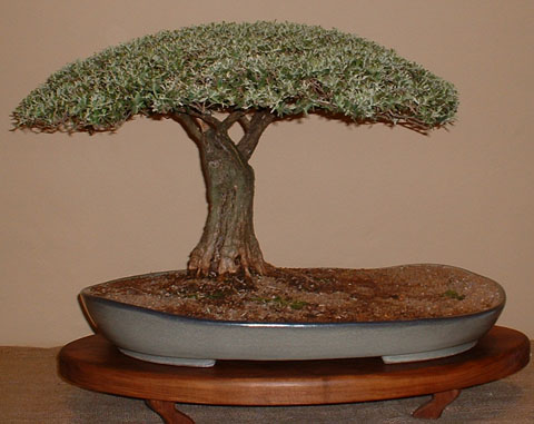 LENNARD'S BONSAI BEGINNINGS.: Buddleja saligna