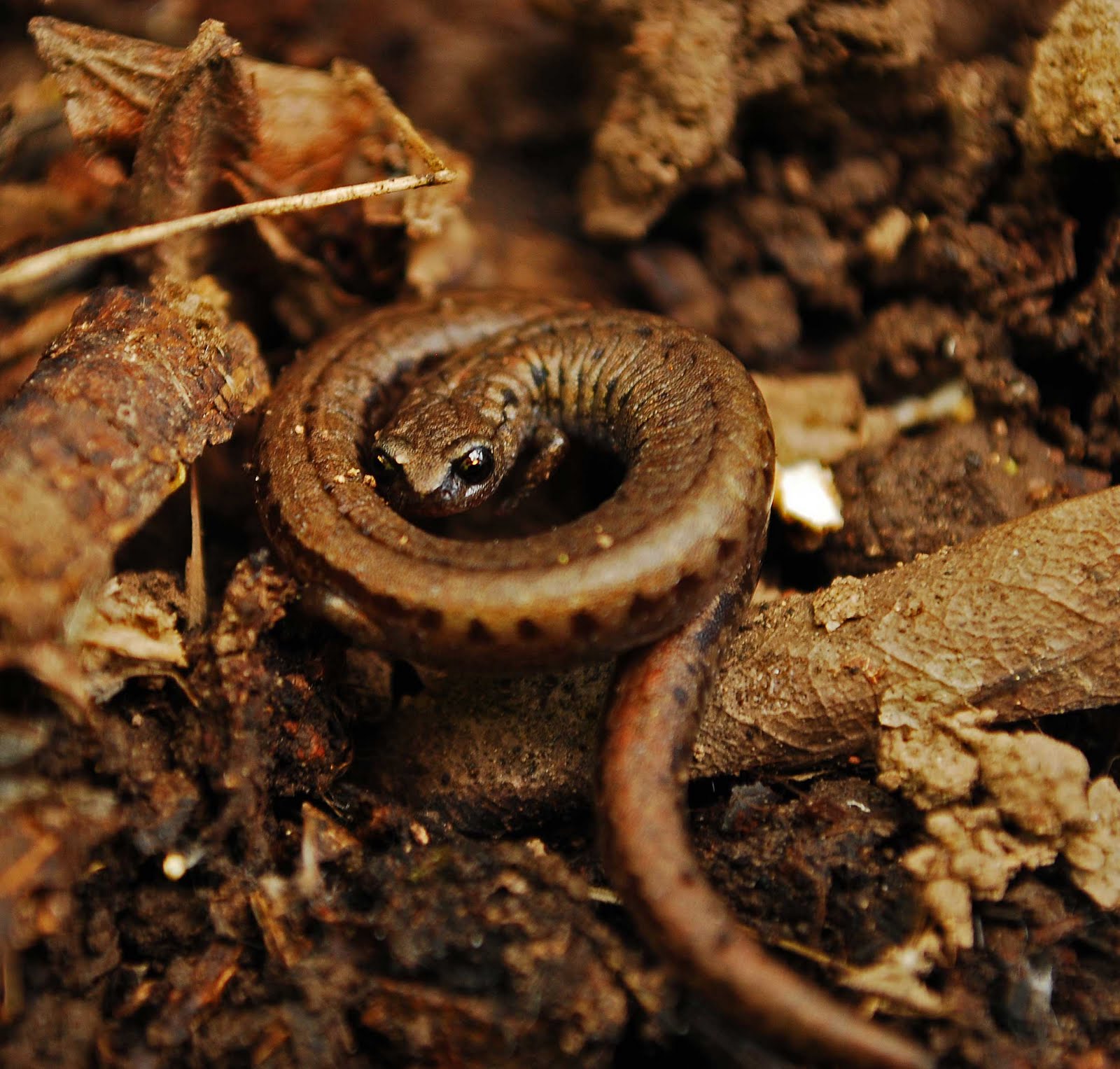 Dipper Ranch: Bowling for Salamanders
