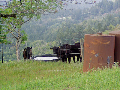 Dipper Ranch: Ghost Cow