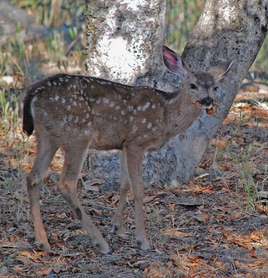 Dipper Ranch: Deer Pelmanism