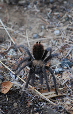 Dipper Ranch: Tarantula Hairs