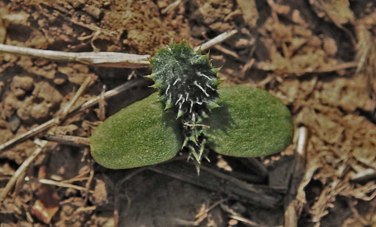 Dipper Ranch November 2009 Seedlings dipper-ranch-november-2009-seedlings