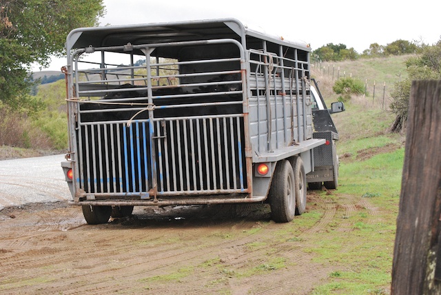 Dipper Ranch: Cattle ID