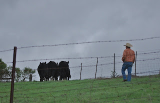 Dipper Ranch: Cattle ID
