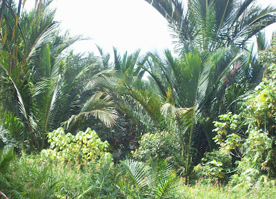 Tanaman Sagu « Raflis