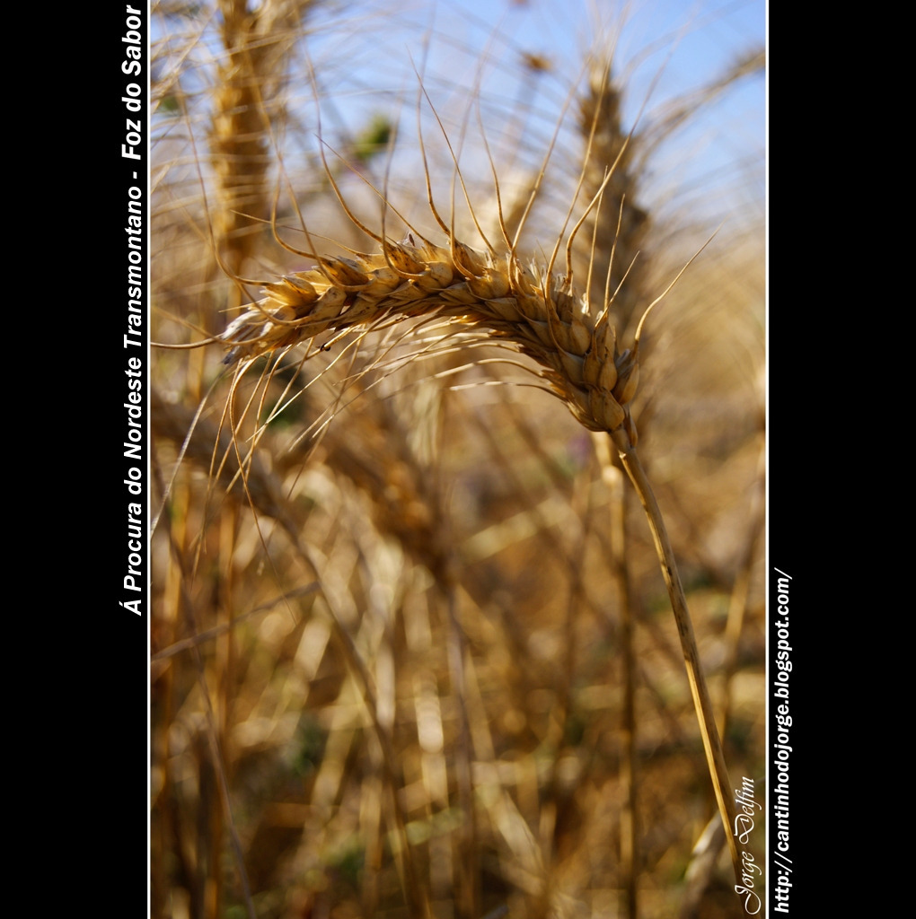 O CANTINHO DO JORGE: Tempo de ceifa/segadas