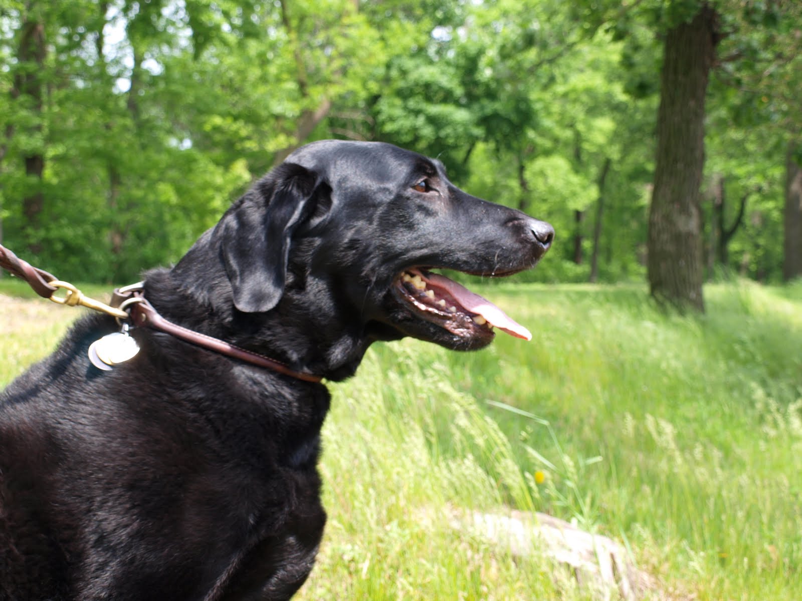 Lintu Art: Family and Pet Portraits: Dogs Around the Lakes: Calhoun ...