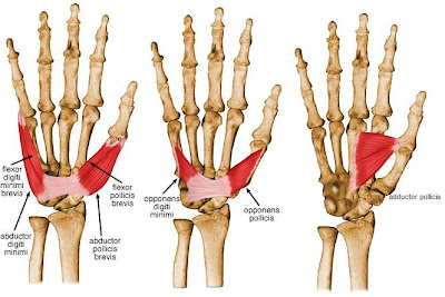 11:50: ¿Cuáles son los músculos de la región tenar e hipotenar?