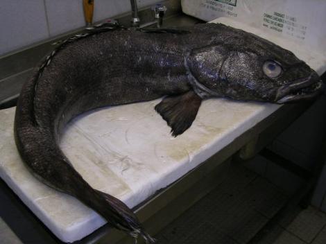 Historia de la cocina, recetas y demas...: La merluza negra