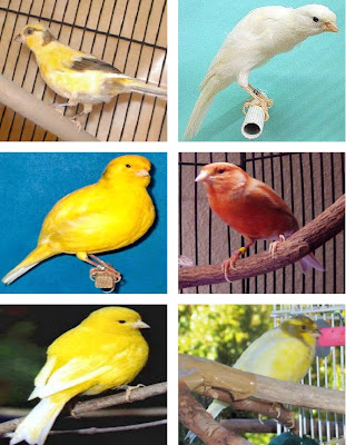 Dunia Kenari: Jenis-Jenis Kenari