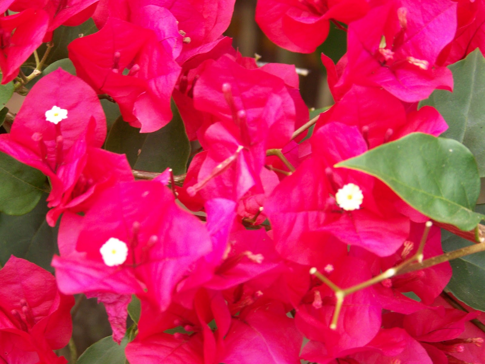 Life at the Llewellyns': Day #4 in Honduras -- the cake decorating!