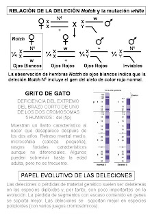 La Célula: DELECIONES