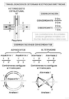 La Célula: Translocaciones