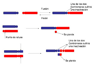 La Célula: Translocaciones