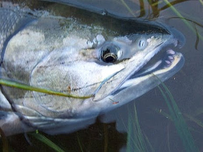 "The Quiet Pool": The Dance of the Chum Salmon