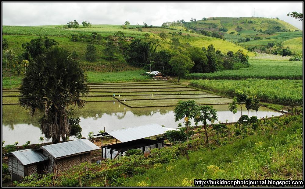 Bukidnon Photo Journal: Valley Farms in Maramag and Pangantucan