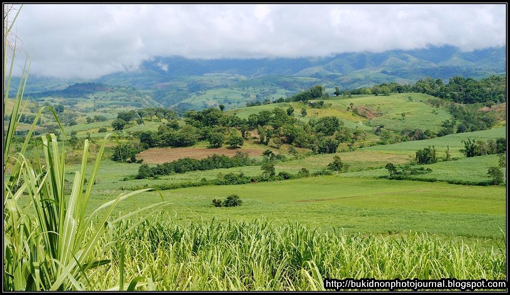 Bukidnon Photo Journal: Valley Farms in Maramag and Pangantucan