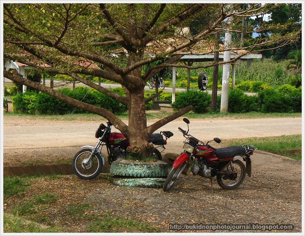 Bukidnon Photo Journal: Random Shots: Kadingilan, Bukidnon