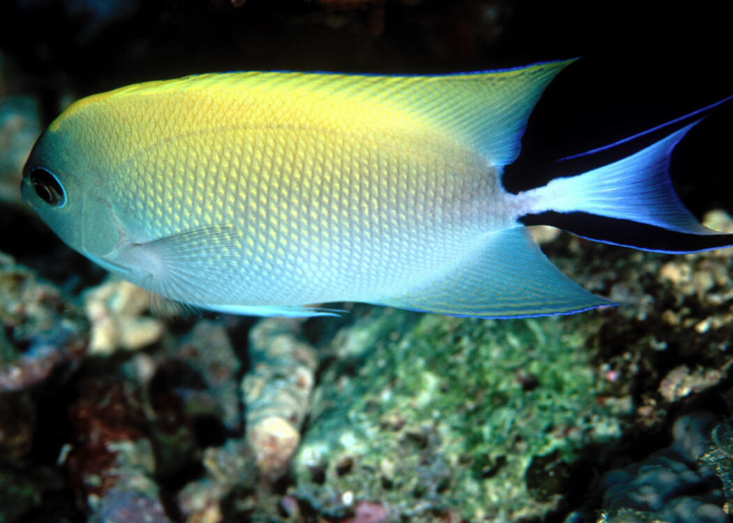 Swallowtail Angelfish - Pair | Tank | Care | Reef Safe | Male | Masked ...