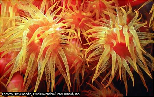 Dunianya Sari: DUNIA HEWAN ( Kingdom Animalia )