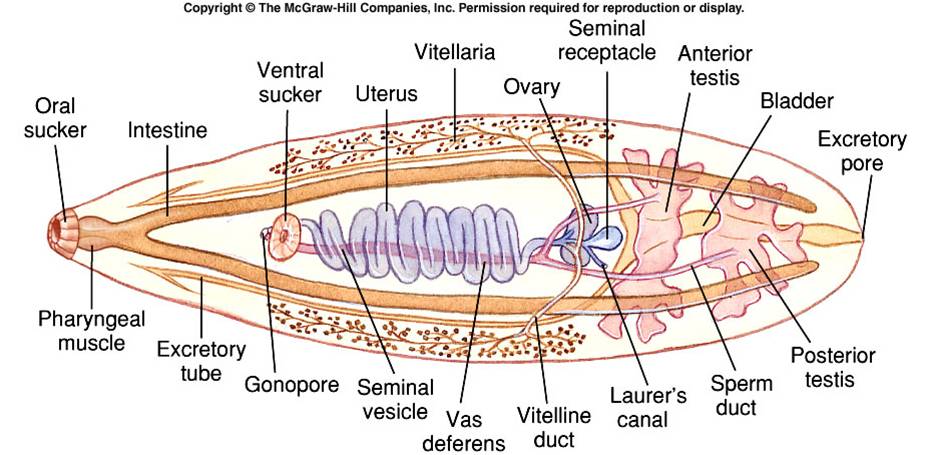 Dunianya Sari: DUNIA HEWAN ( Kingdom Animalia )