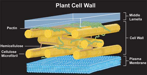 Physics Context: Chemists Use Nanotechnology to Penetrate Plant Cell ...