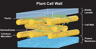 Physics Context: Chemists Use Nanotechnology to Penetrate Plant Cell ...