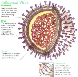 zone on healthy lifestyle: Different Types of Flu