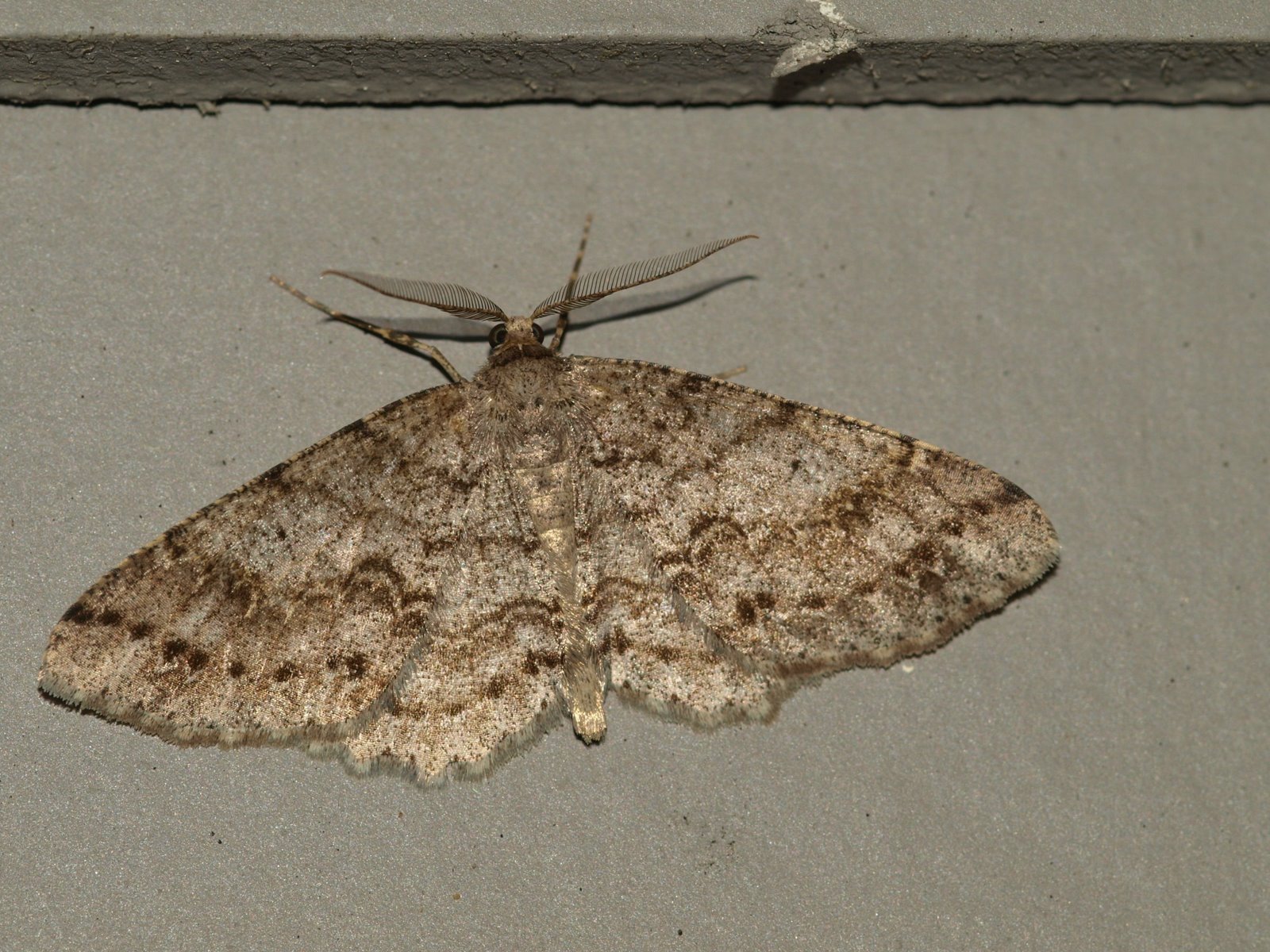Washington Moths: Disentangling spring Geometrids