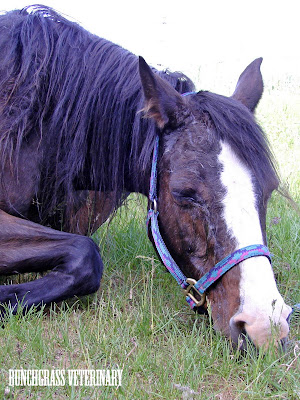 Bunchgrass Veterinary Blog: A Tale of Two Horses